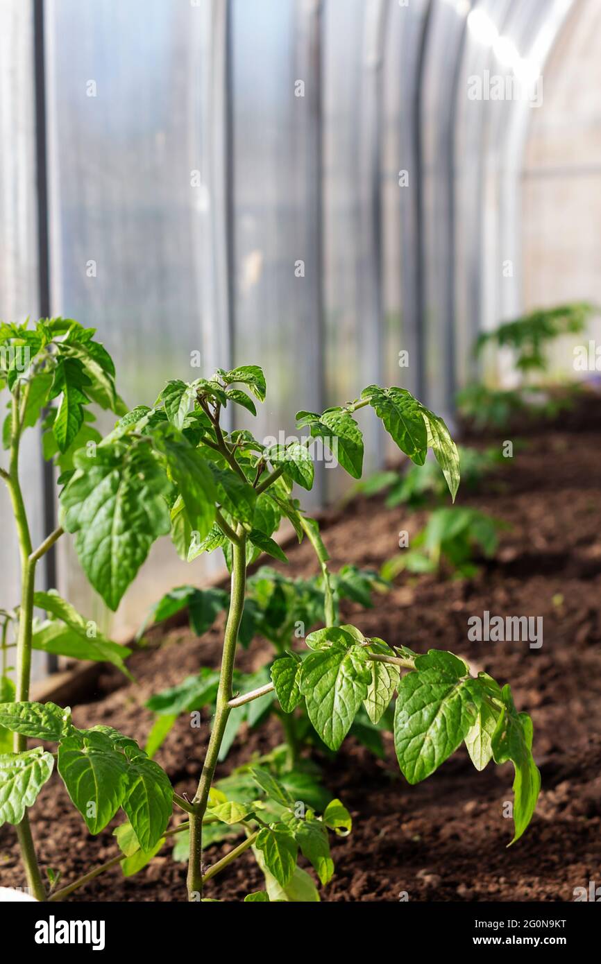 Tomato plant in glass greenhouse. Close up Stock Photo - Alamy