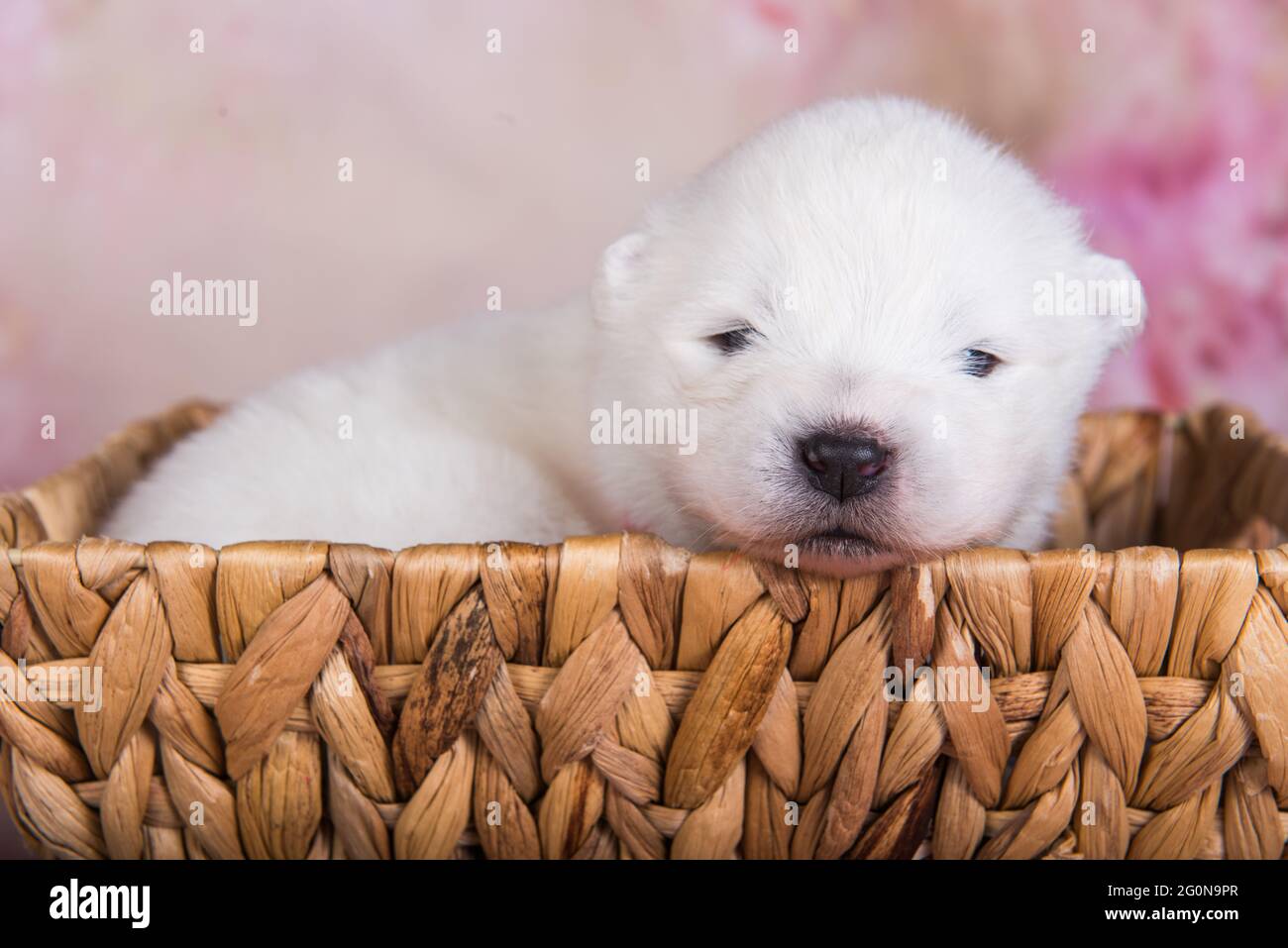 White fluffy small Samoyed puppy dog in the basket Stock Photo - Alamy