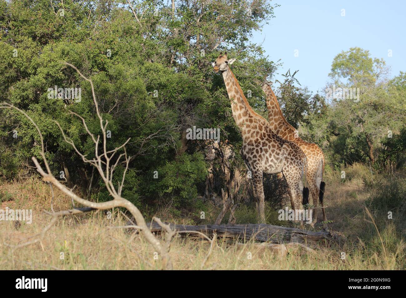 Giraffe / Giraffe / Giraffa camelopardalis Stock Photo - Alamy