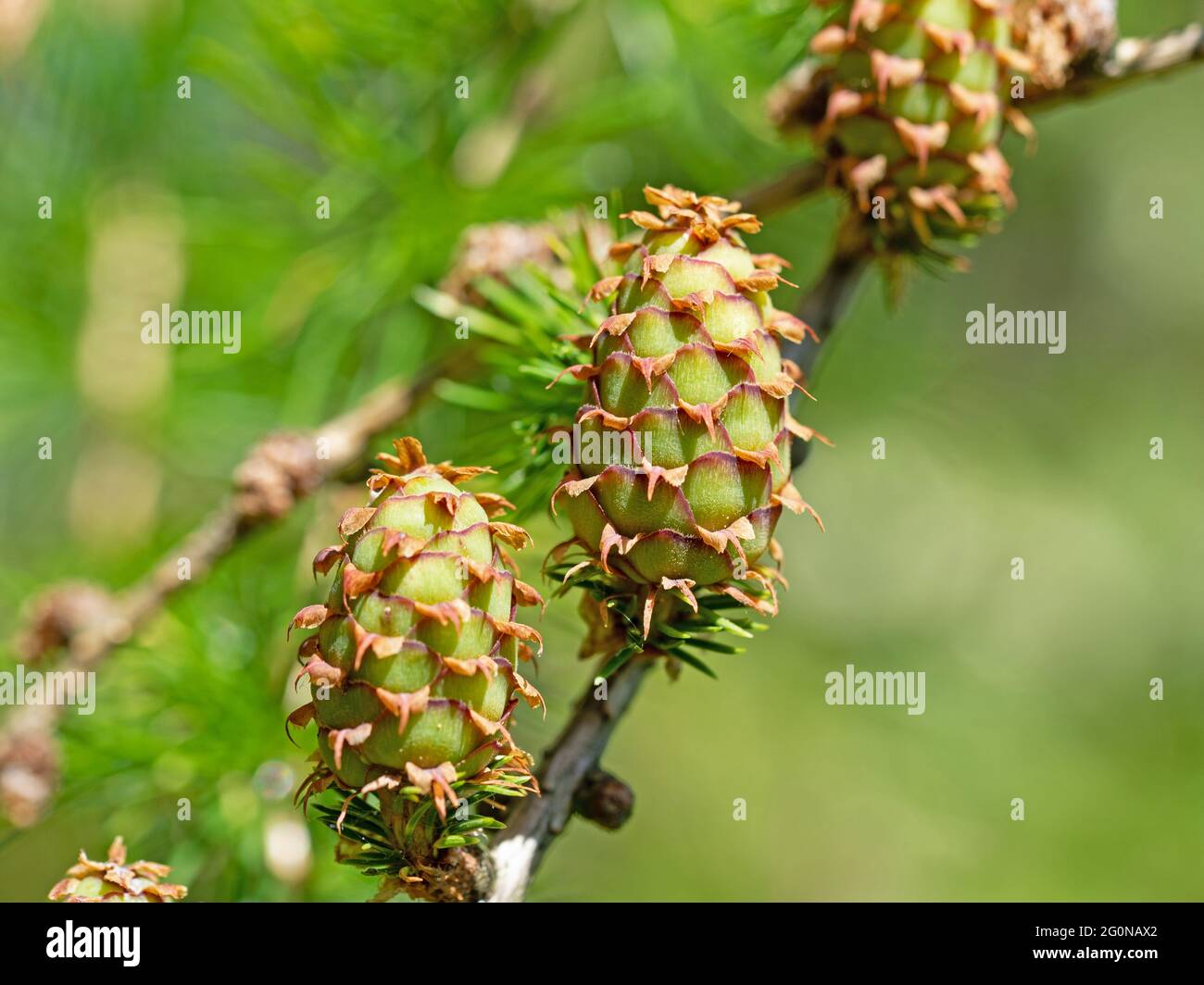 Larix decidua twig hi-res stock photography and images - Alamy