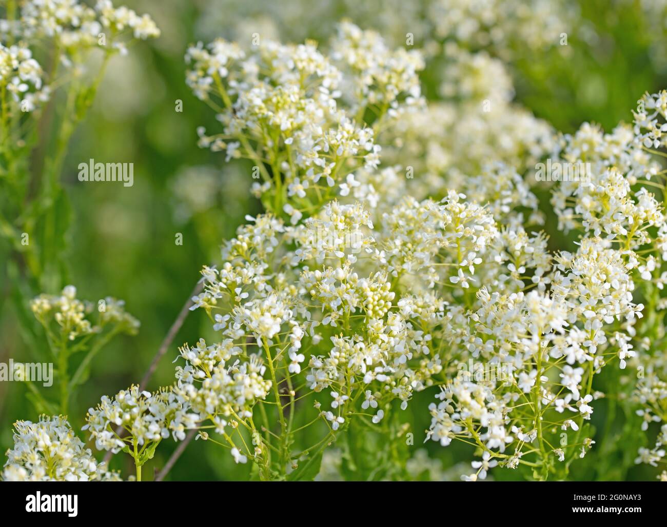 Flowering arrow cress, Lepidium draba, in spring Stock Photo - Alamy