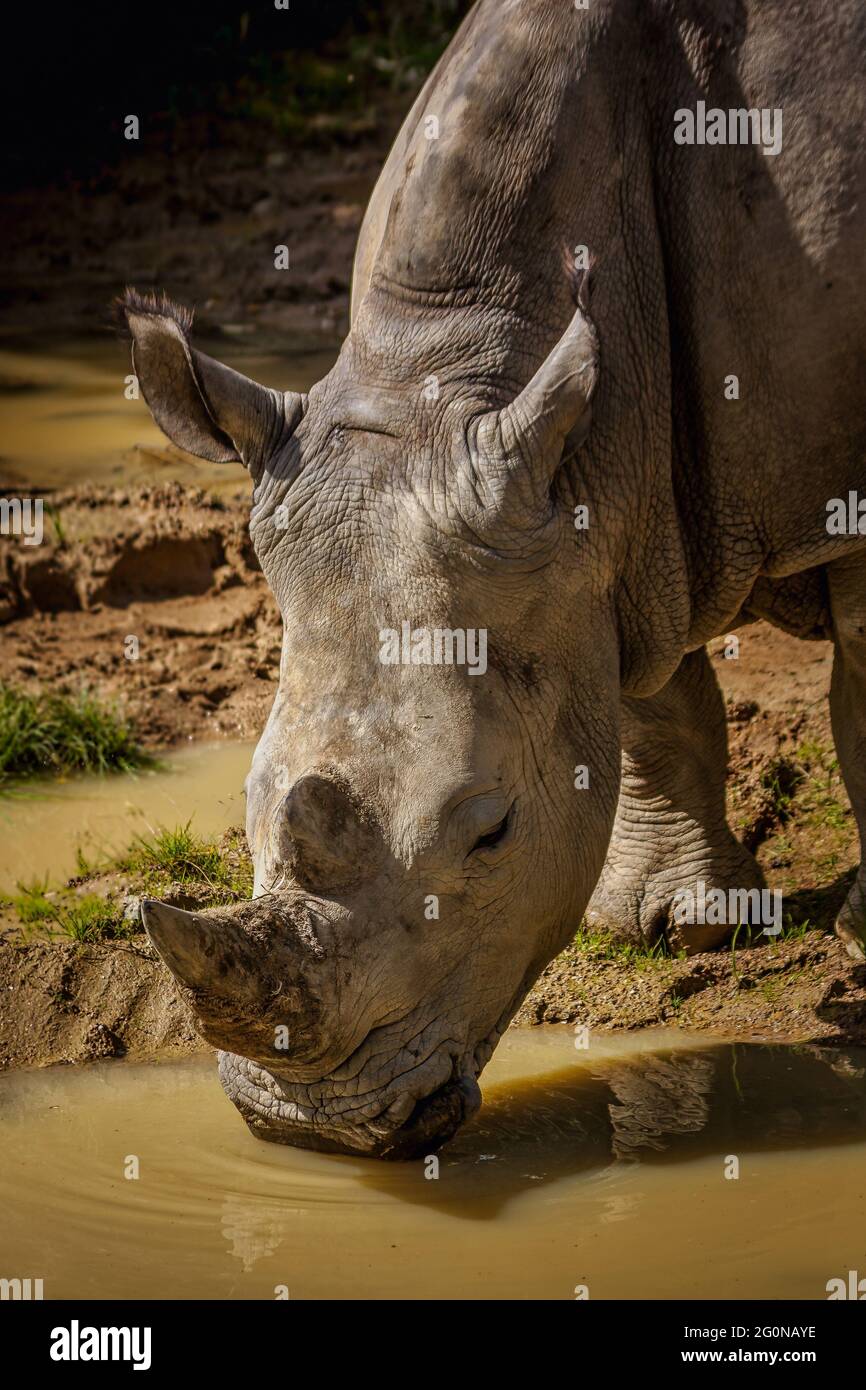 Rhinoceros are perissodactylic mammals belonging to the rhinocerotidae ...