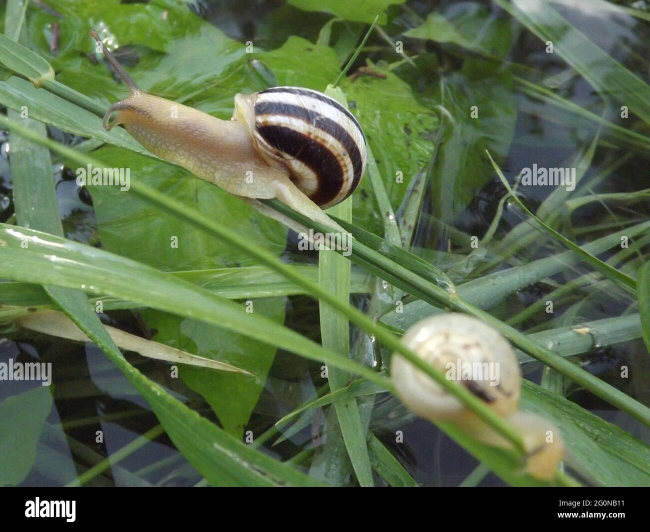 How snails move hi-res stock photography and images - Alamy