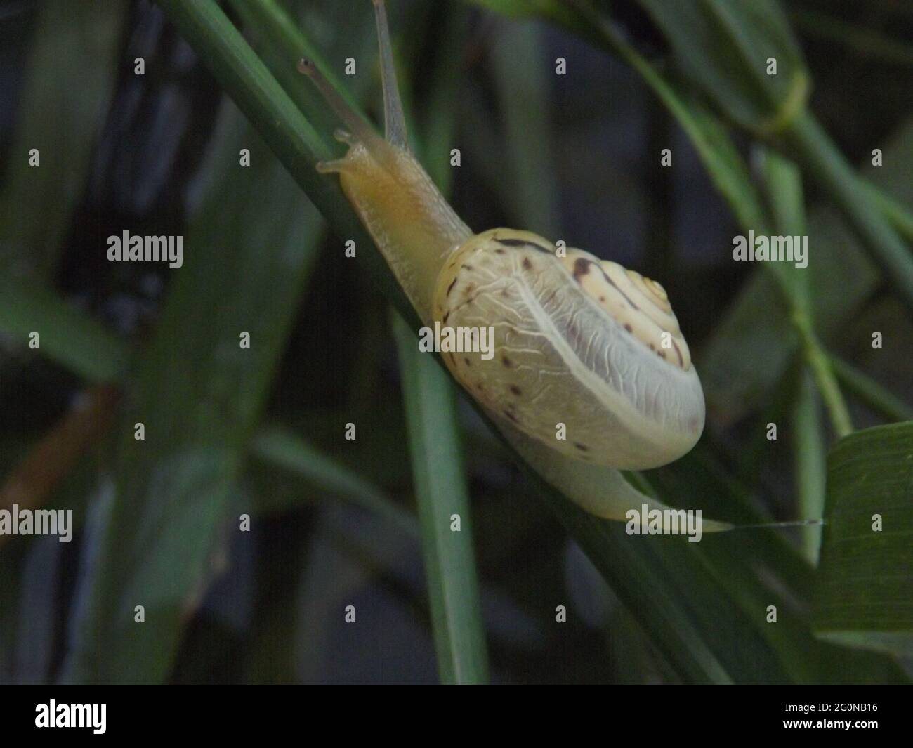 Young snail hi-res stock photography and images - Alamy