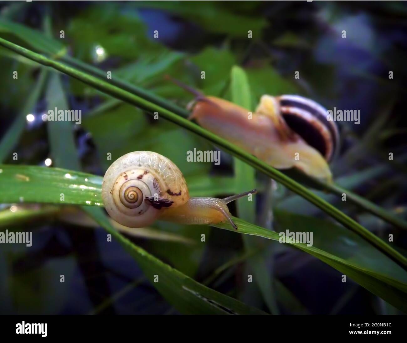 How snails move hi-res stock photography and images - Alamy