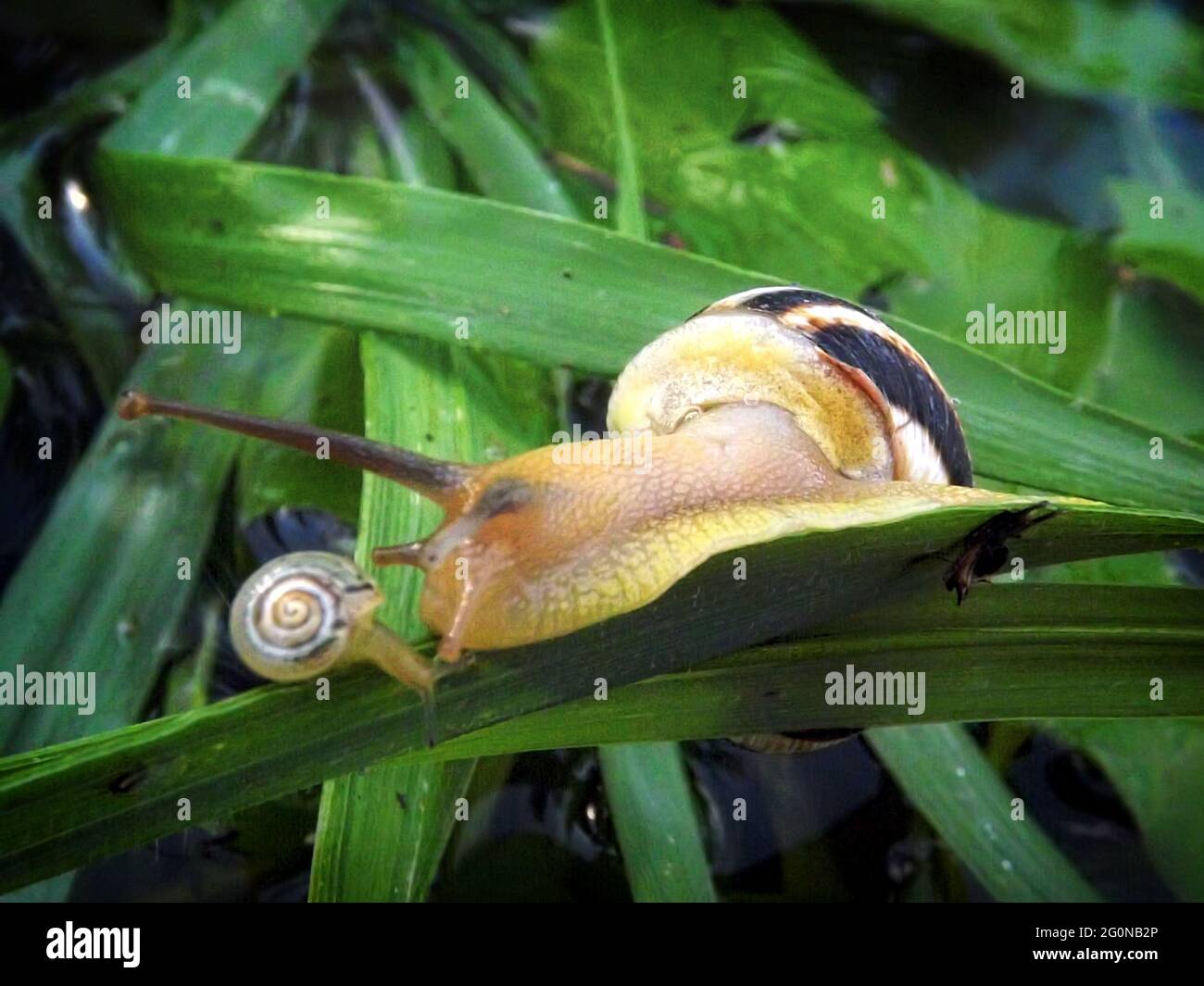 Young snail hi-res stock photography and images - Alamy
