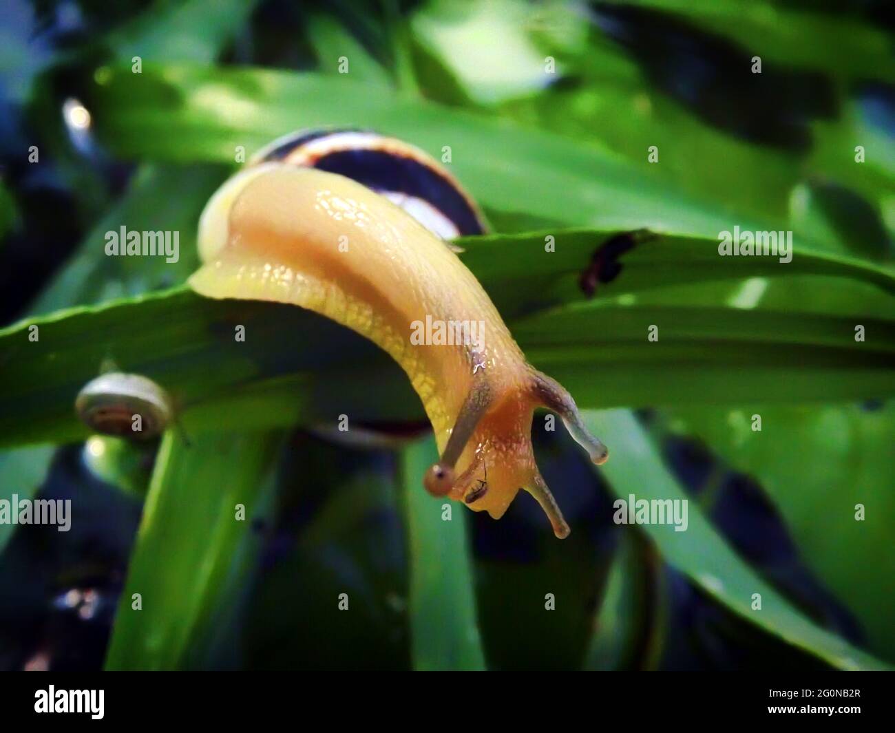 Young snail hi-res stock photography and images - Alamy