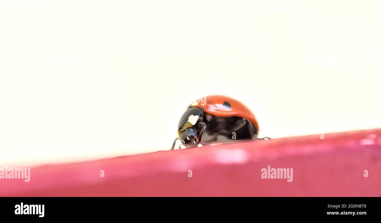 Black spotted red ladybug hi-res stock photography and images - Alamy