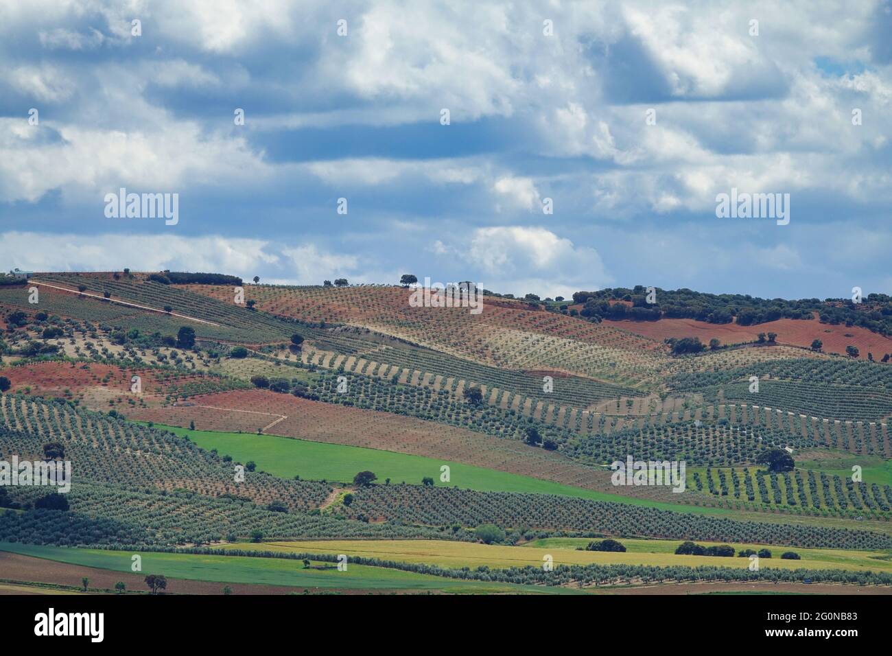 Background with fields of different crops and colors in Andalusia ...