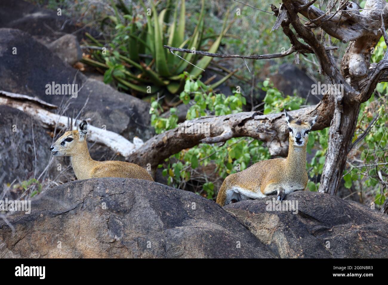 Antilope klipspringer hi-res stock photography and images - Alamy