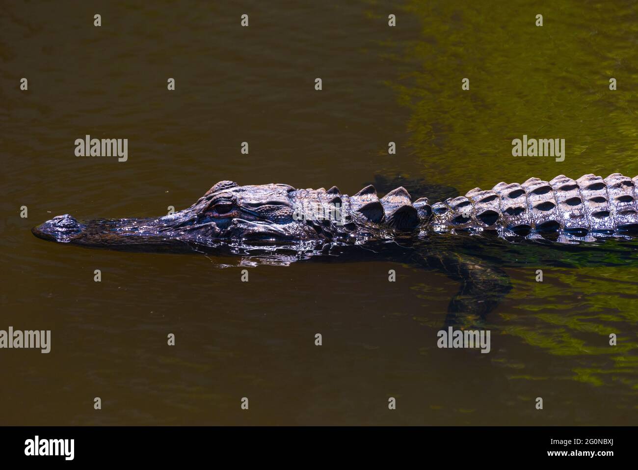 An American alligator soaks in the sun while floating in D'Olive Creek ...
