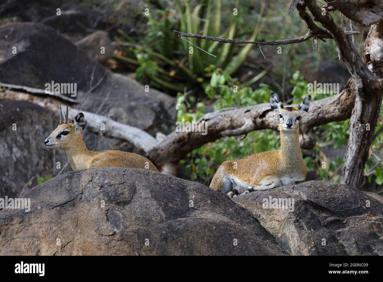 Antilope klipspringer hi-res stock photography and images - Alamy