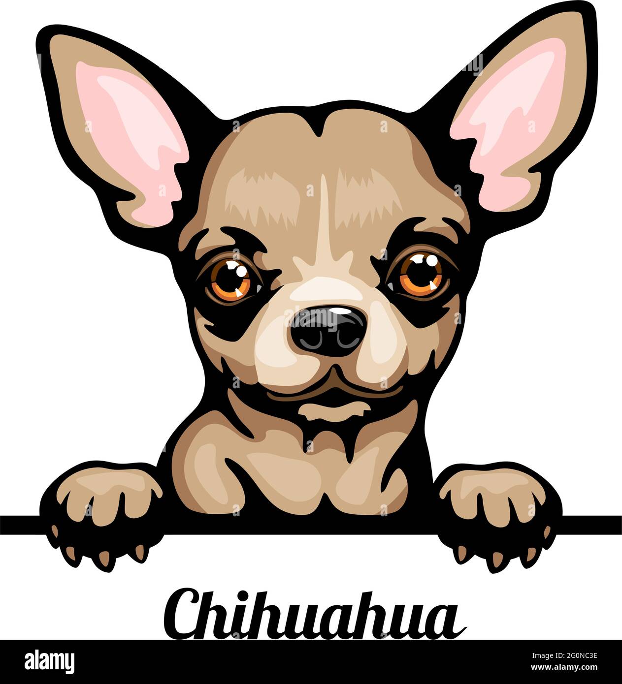 Chihuahua - Color Peeking Dogs - breed face head isolated on white ...