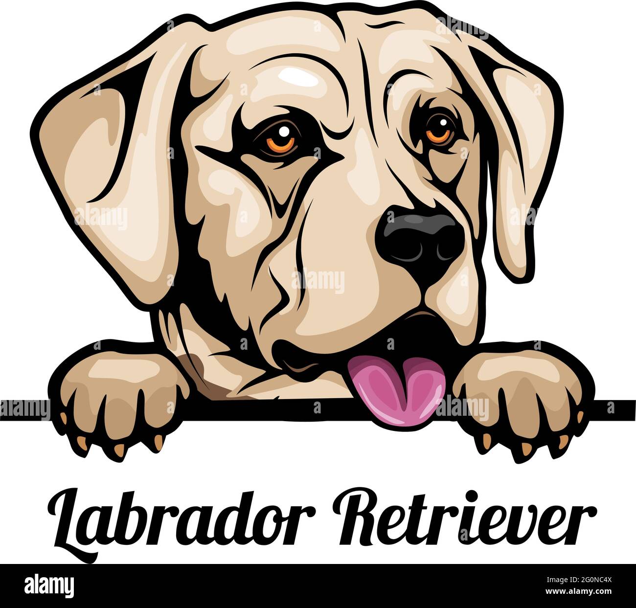 Labrador Retriever - Color Peeking Dogs - breed face head isolated on ...