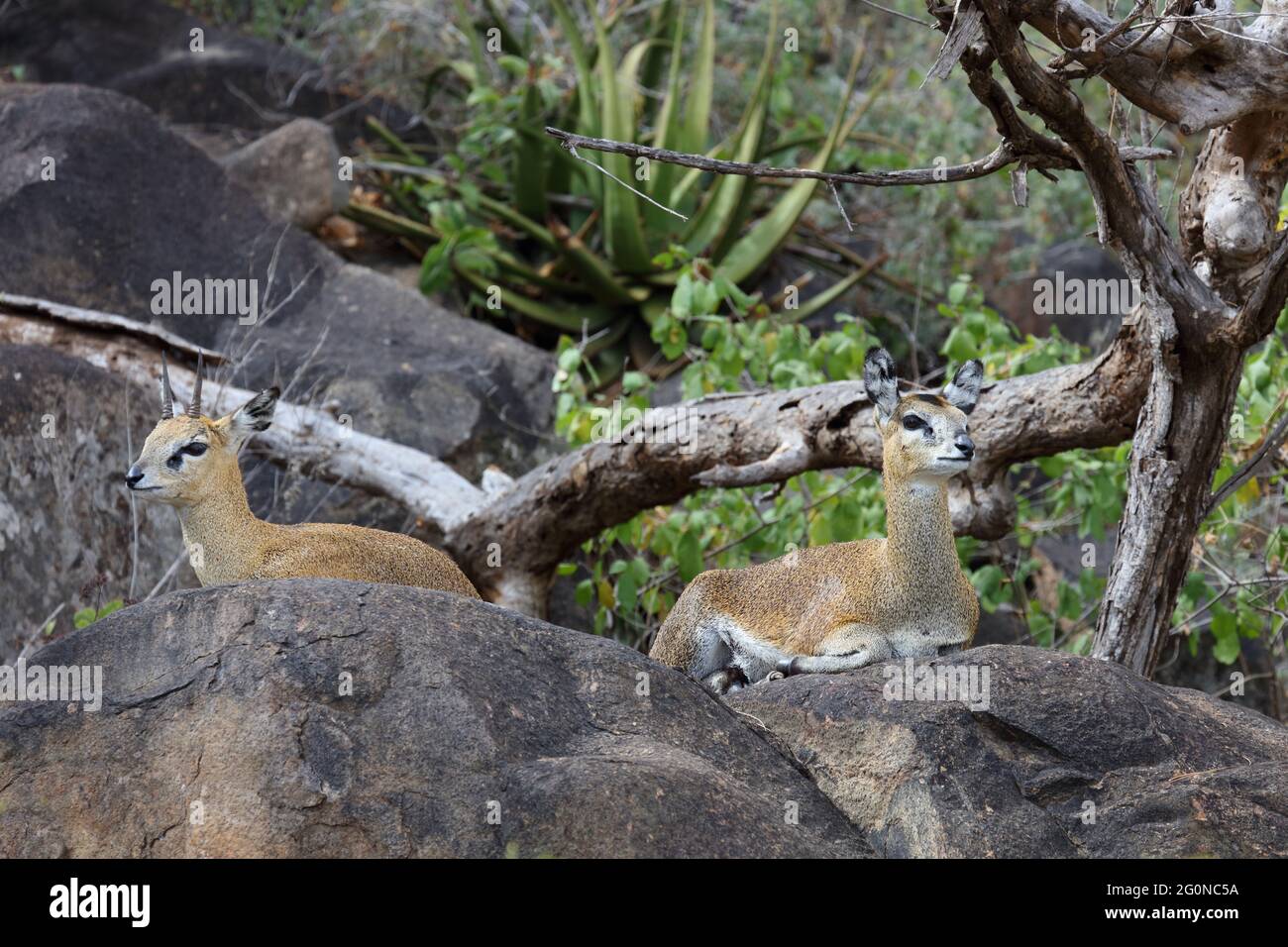Klippspringer hi-res stock photography and images - Alamy
