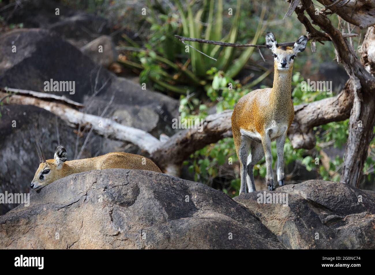 Klippspringer / Klipspringer / Oreotragus oreotragus Stock Photo - Alamy