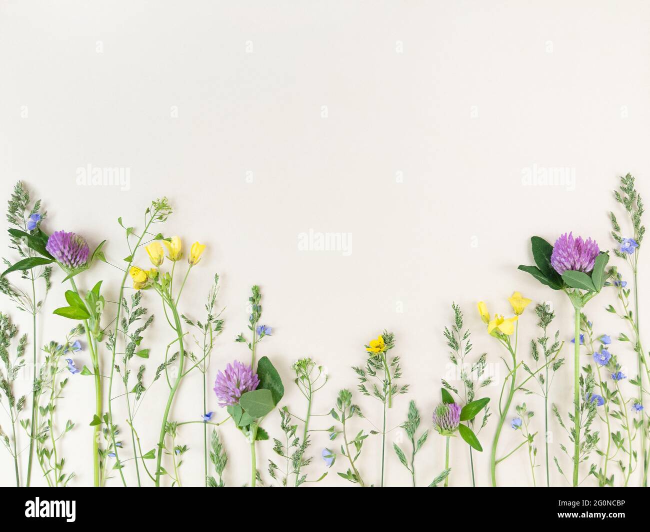 Wildflowers frame hi-res stock photography and images - Alamy