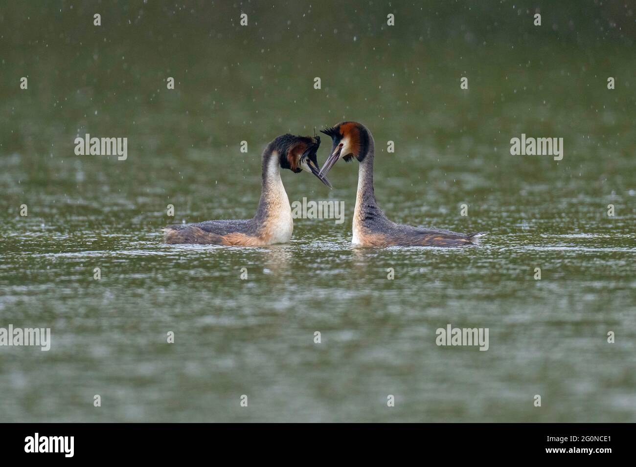 Great crested grebes -Podiceps cristatus display courtship during ...
