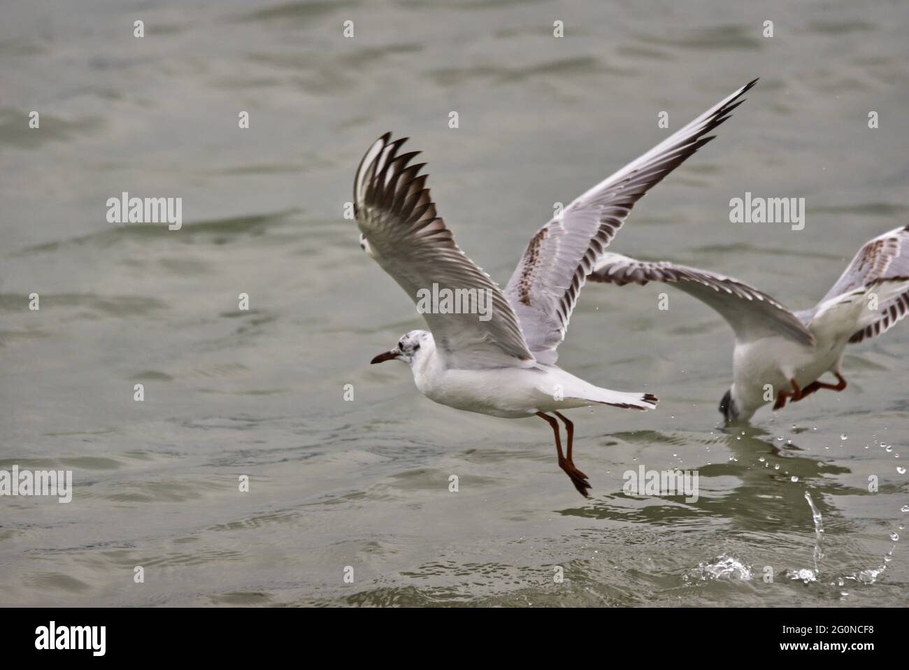 Beautiful view of a seagull soaring just above the water on a gloomy ...