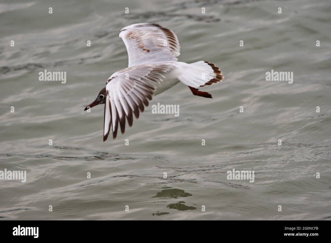 Beautiful view of a seagull soaring just above the water on a gloomy ...