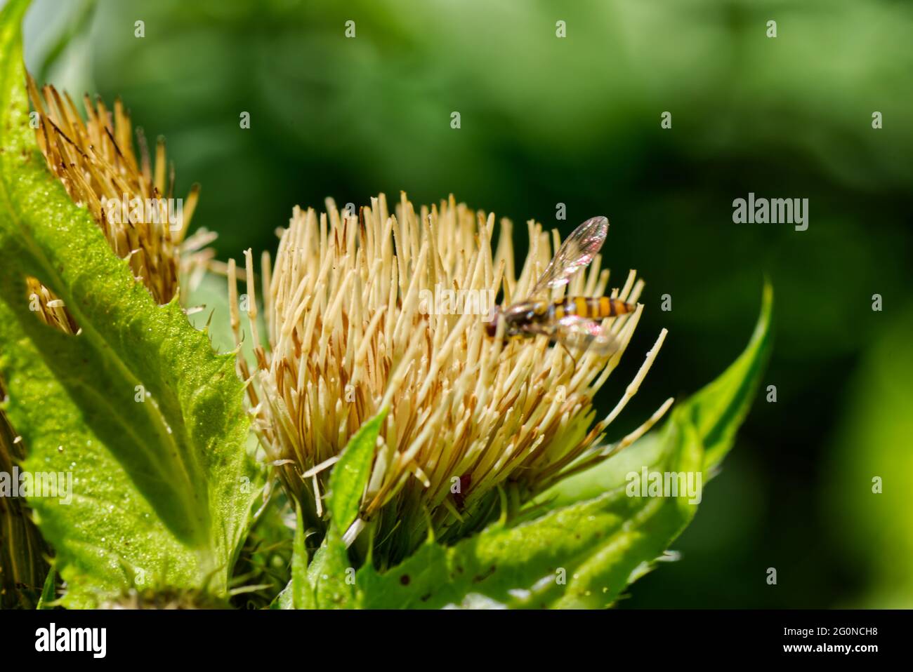 Macro shot of a bee flying and approaching a yellow flower on a blurry ...