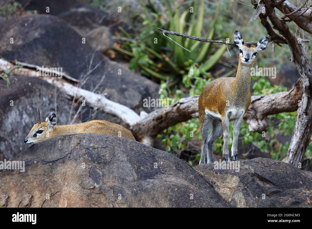 Klippspringer / Klipspringer / Oreotragus oreotragus Stock Photo - Alamy