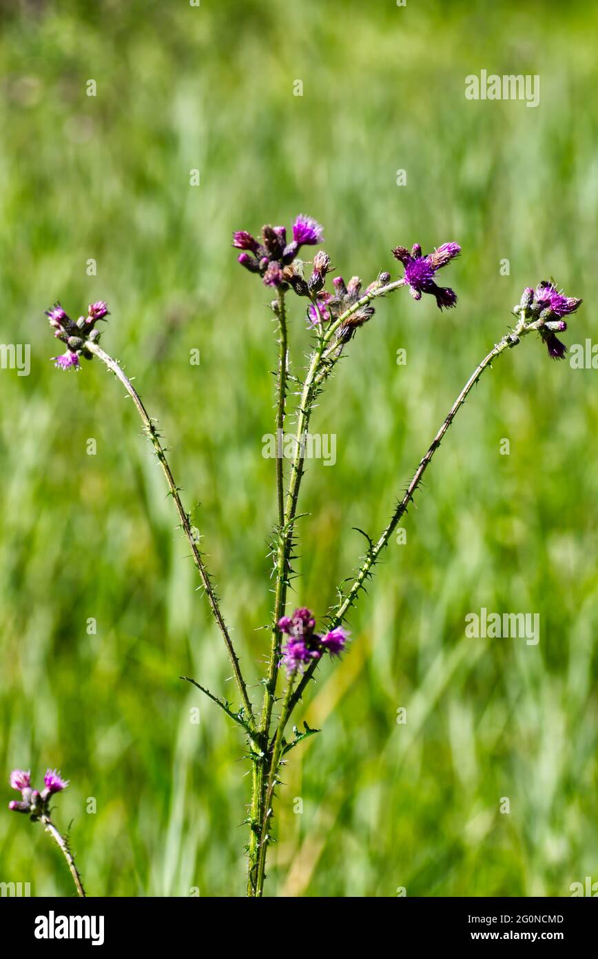 Closeup view of a tiny plant with purple flowers growing in the field ...