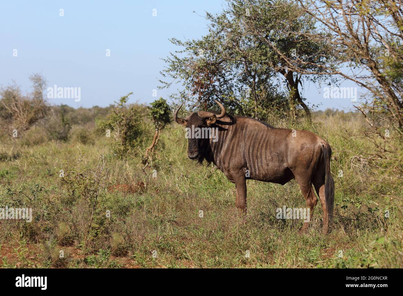 Streifengnu / Blue wildebeest / Connochaetes taurinus Stock Photo - Alamy