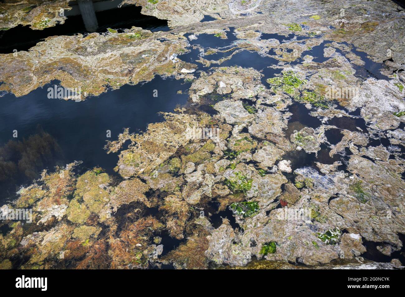 Marmara sea snot 2021 hi-res stock photography and images - Alamy