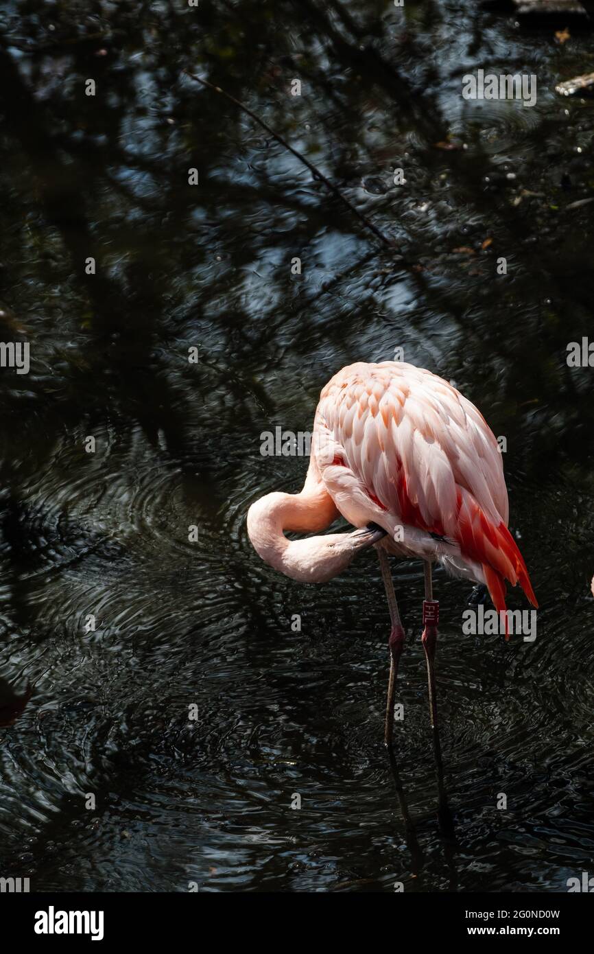 Pretty in pink flamingo Stock Photo - Alamy