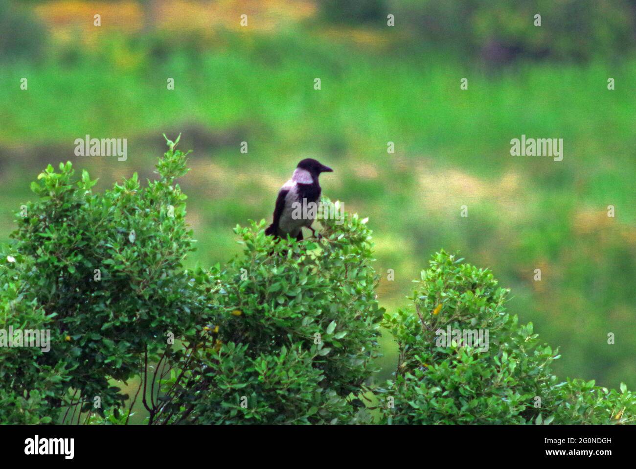 Crow in nature hi-res stock photography and images - Alamy