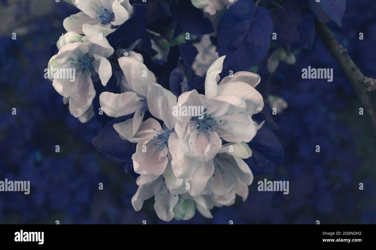 Season blossom flower background. Beautiful nature scenic wallpaper ...