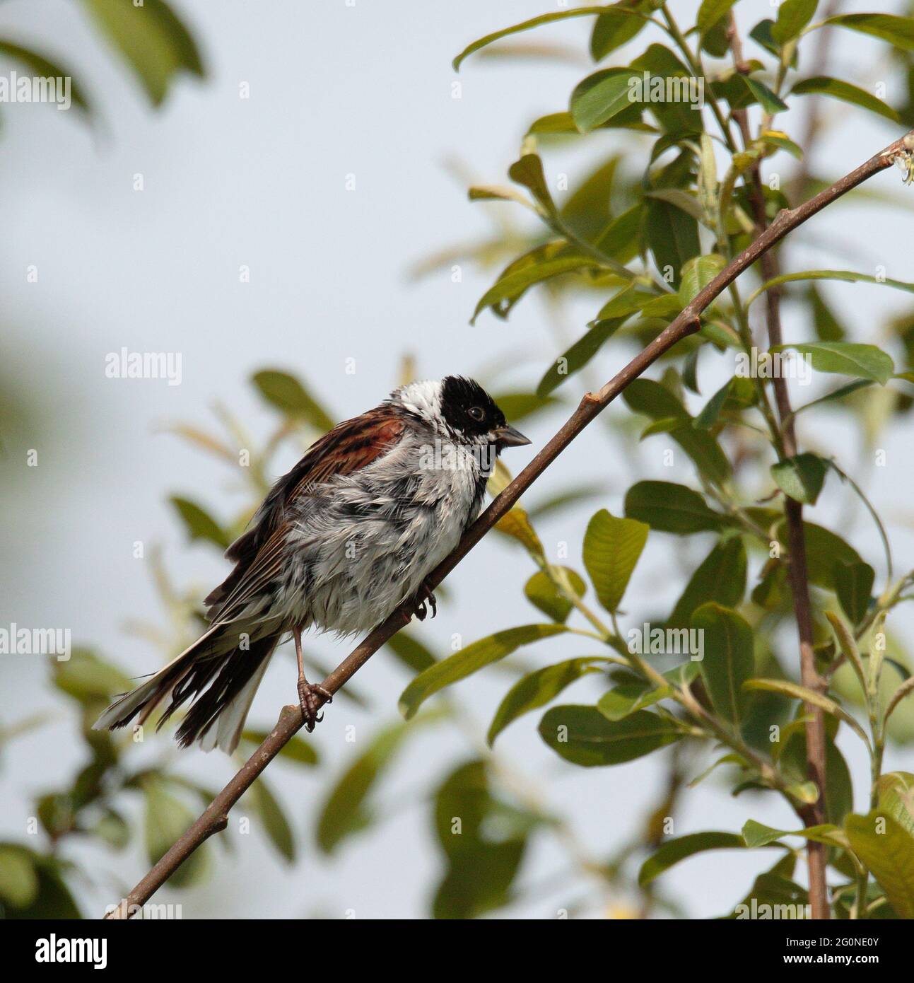 Reed anatomy hi-res stock photography and images - Alamy