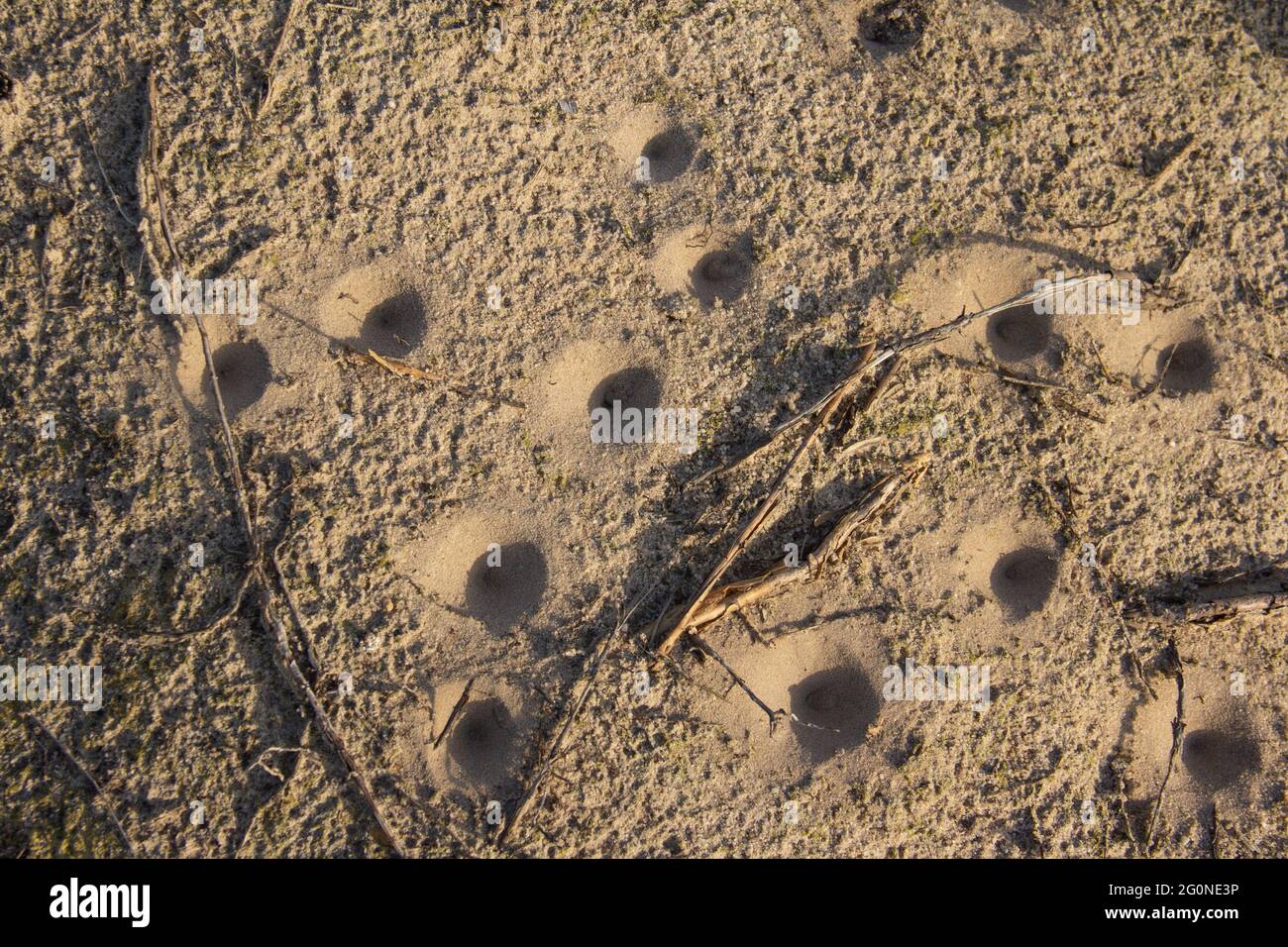 Funnels in the sand, dwellings of the ant lion Stock Photo - Alamy