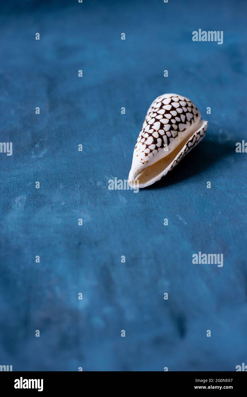Black Cone on a blue background. Conus Marmoreus. Shell With White ...