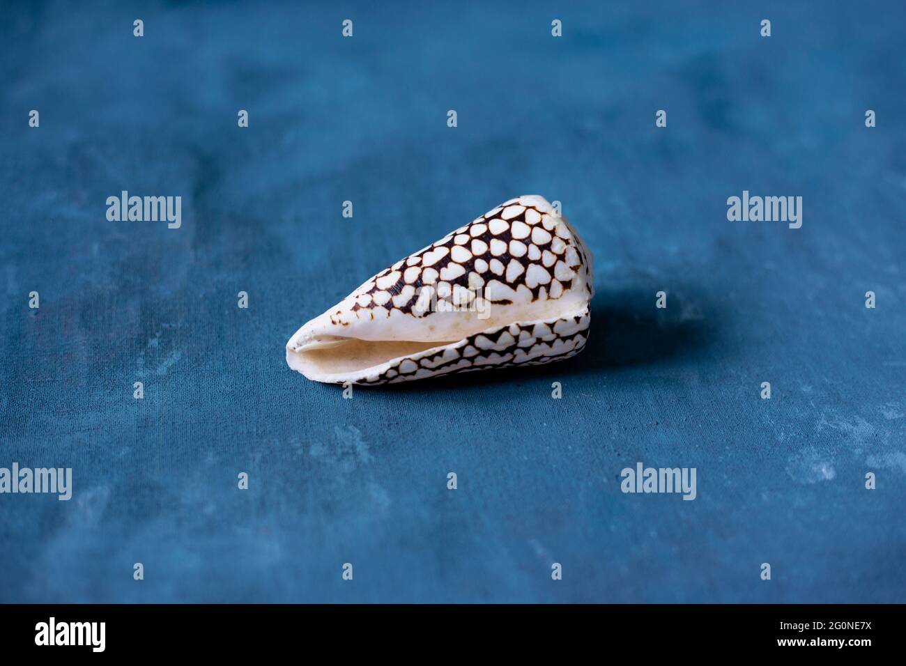 Marbled Cone Conus Marmoreus High Resolution Stock Photography and ...