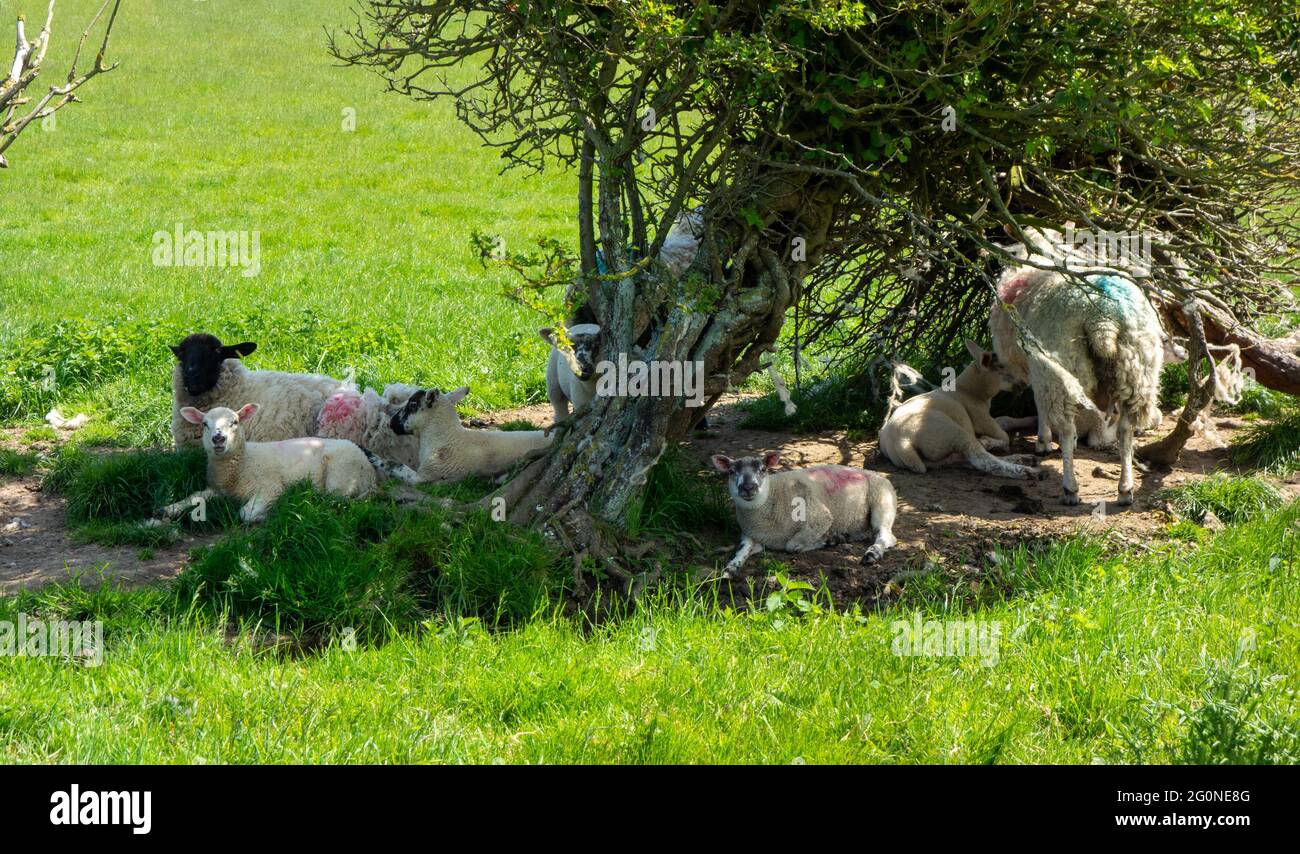 Norfolk sheep hi-res stock photography and images - Alamy