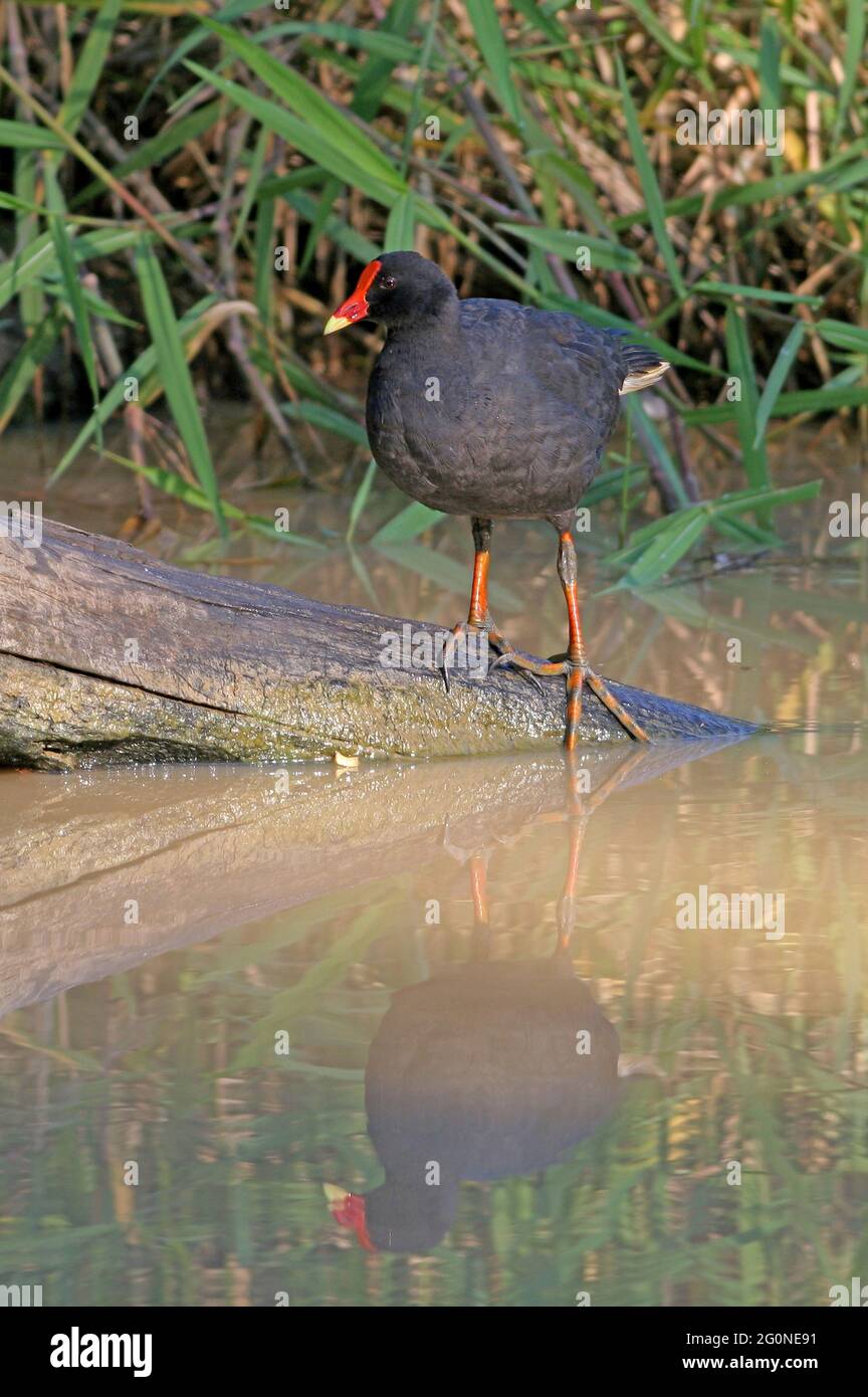 Queensland dusky moorhen hi-res stock photography and images - Alamy