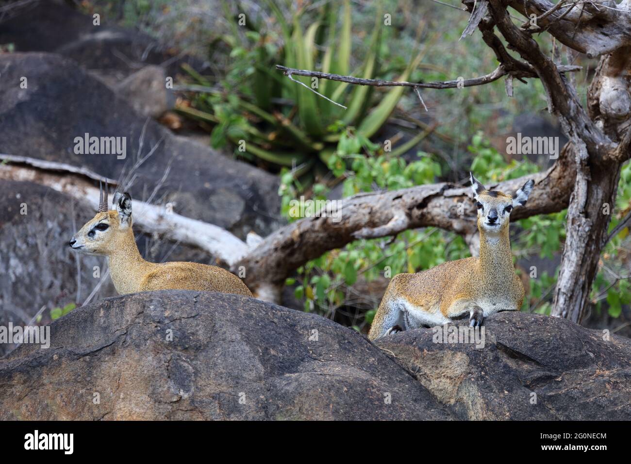 Klippspringer / Klipspringer / Oreotragus oreotragus Stock Photo - Alamy
