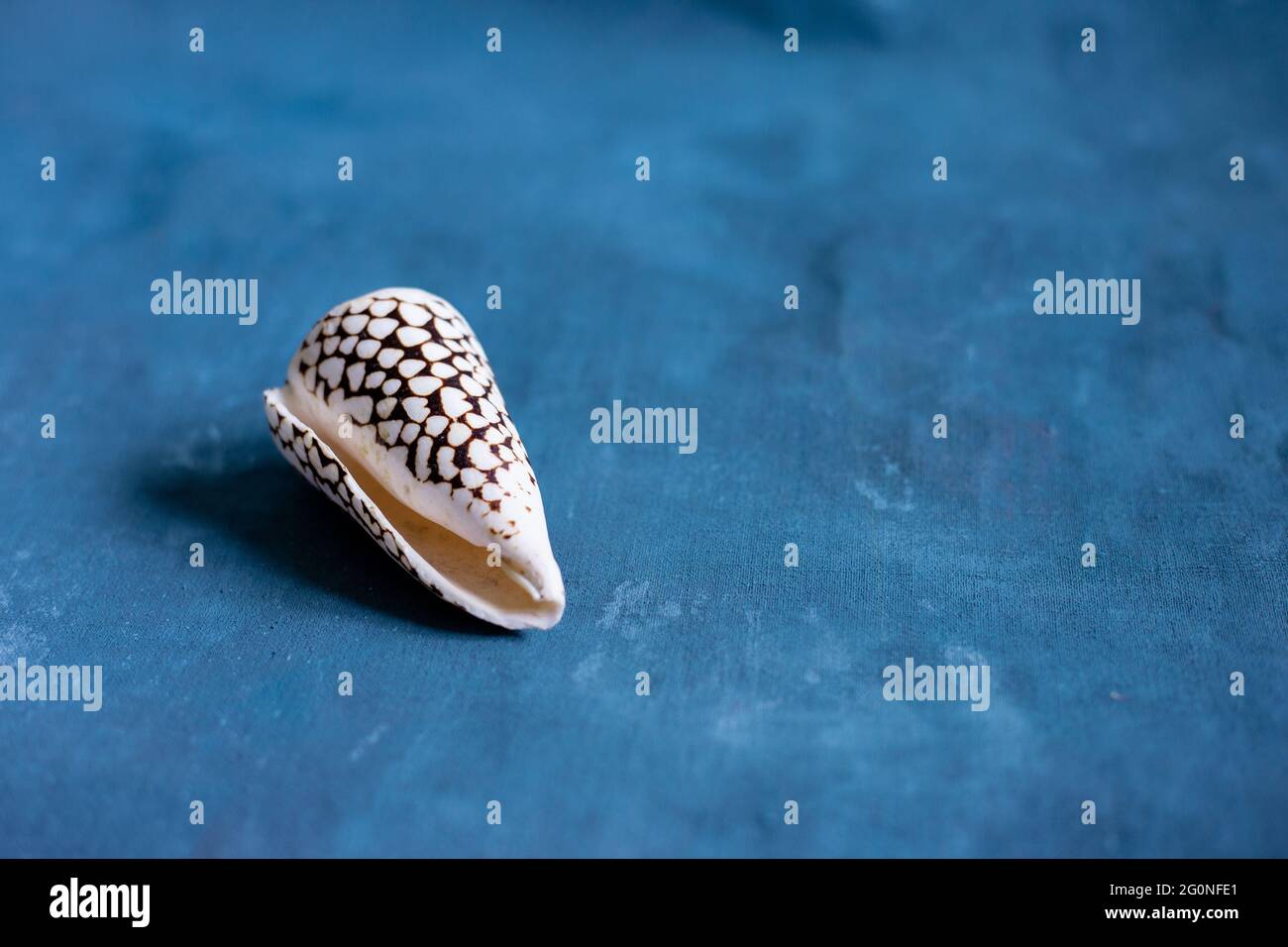 Conidae High Resolution Stock Photography and Images - Alamy