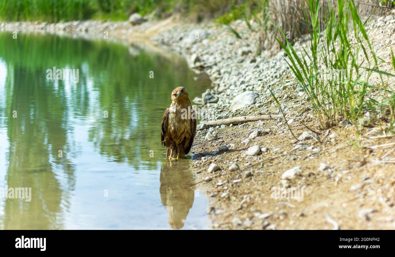 Water hawk hi-res stock photography and images - Alamy