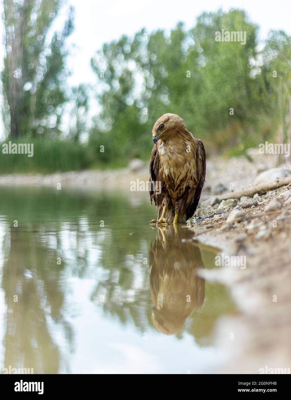 Water hawk hi-res stock photography and images - Alamy