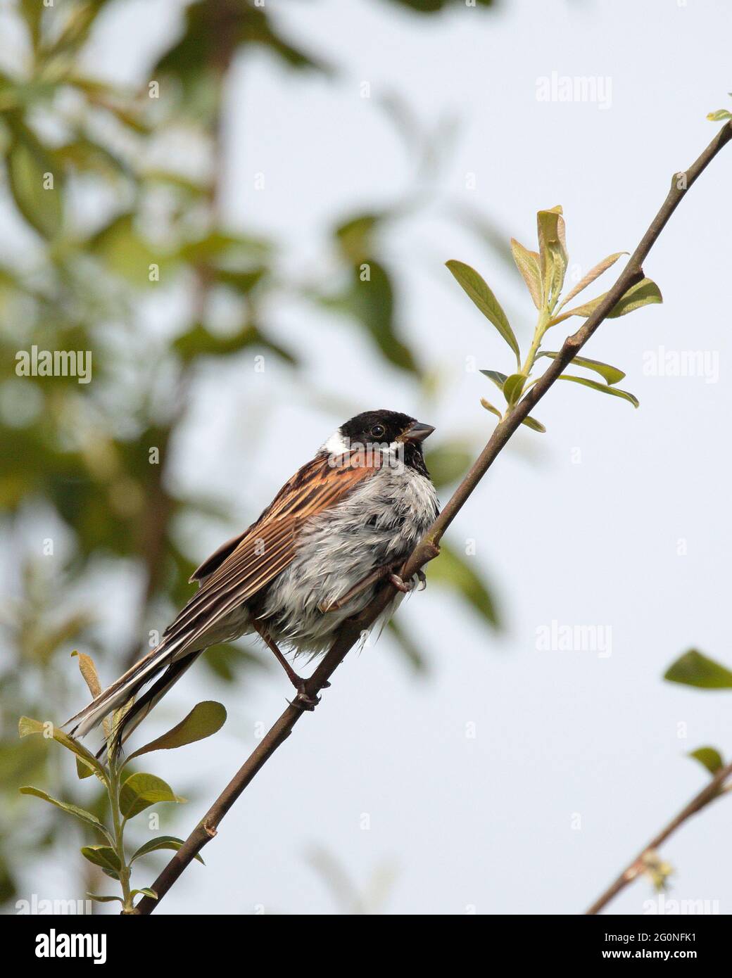 Reed anatomy hi-res stock photography and images - Alamy
