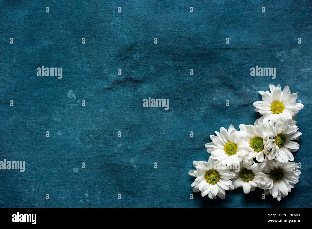 Group of daisies on a blue background Stock Photo - Alamy
