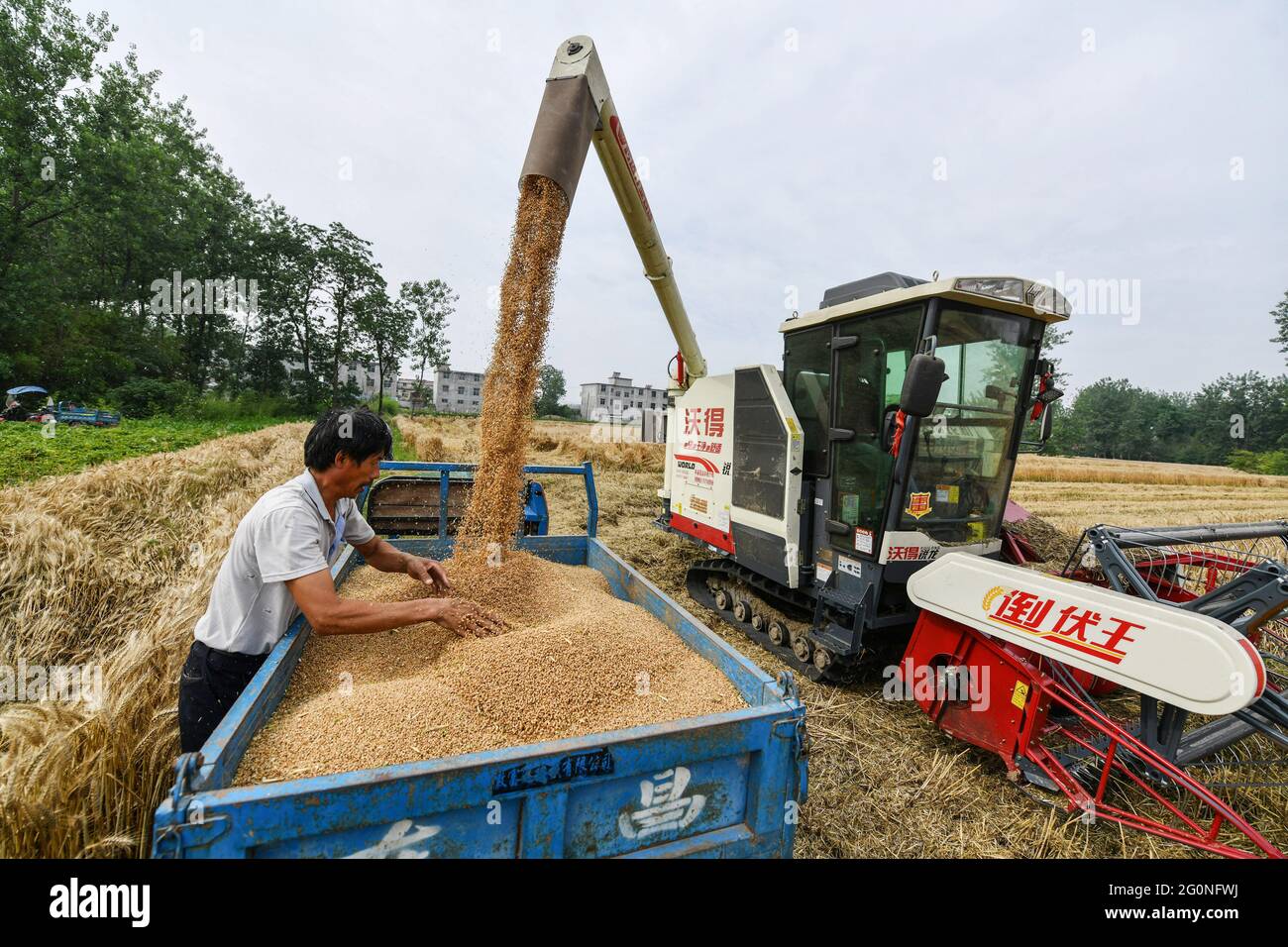 Fuyang, China. 01st June, 2021. Farmer seen looking at the combine ...
