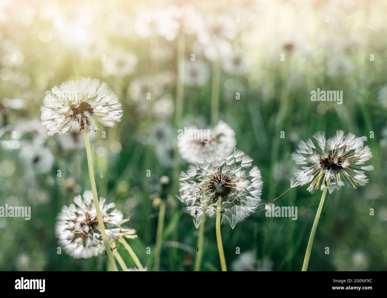White dandelion flowers on a green summer background Stock Photo - Alamy