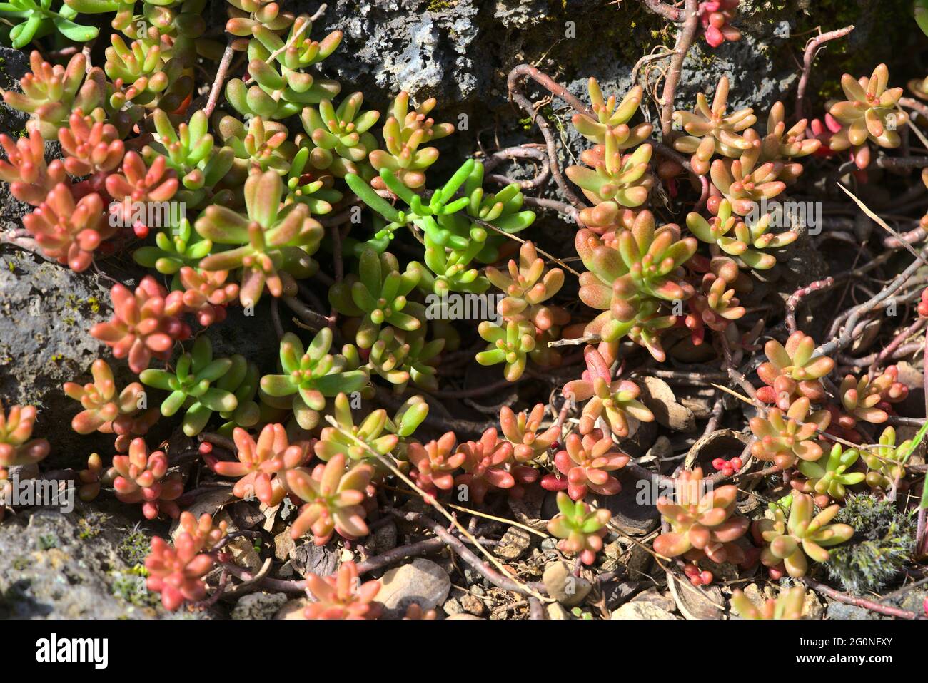 shoots of Sedum album 'Coral Carpet', also known as White Stonecrop ...
