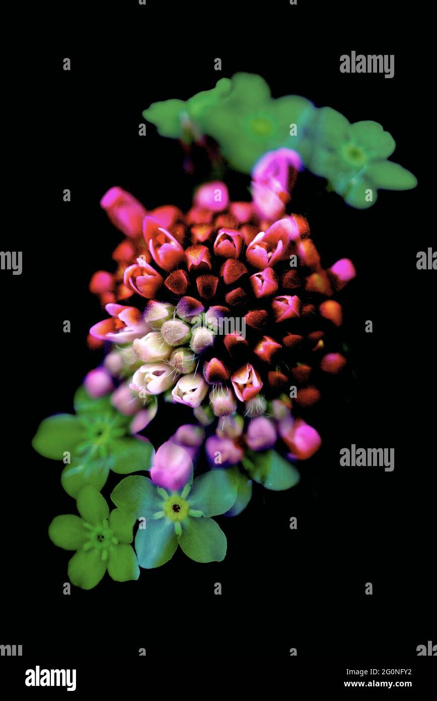 Psychedelic flower hi-res stock photography and images - Alamy
