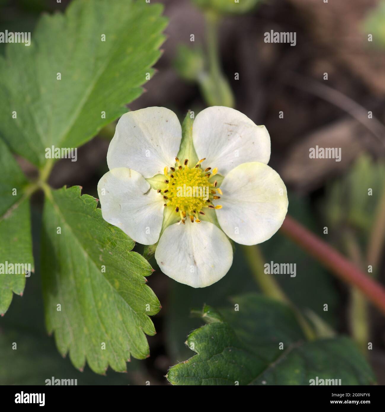 Strawberry small garden hi-res stock photography and images - Alamy