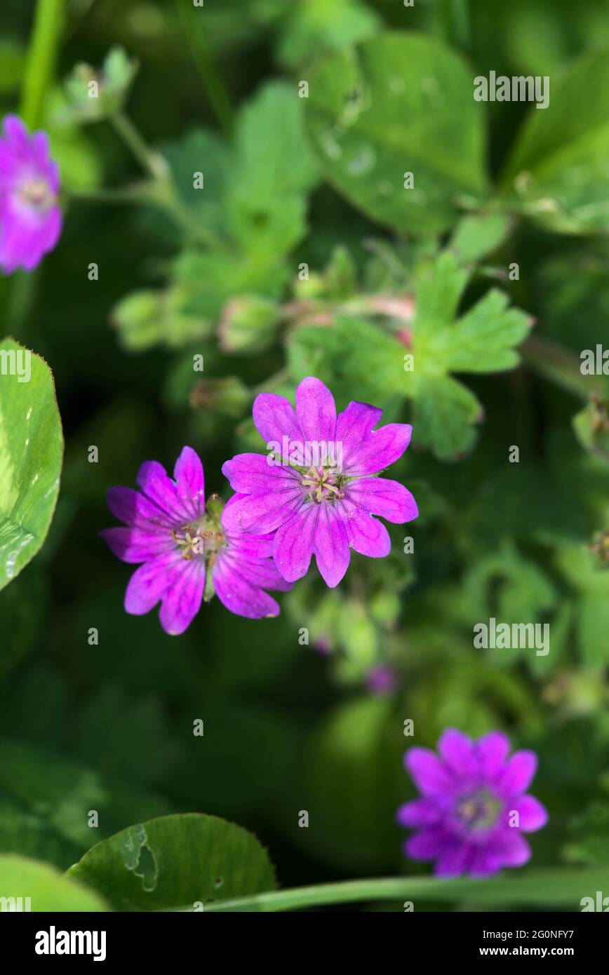 Pink wild geranium hi-res stock photography and images - Alamy